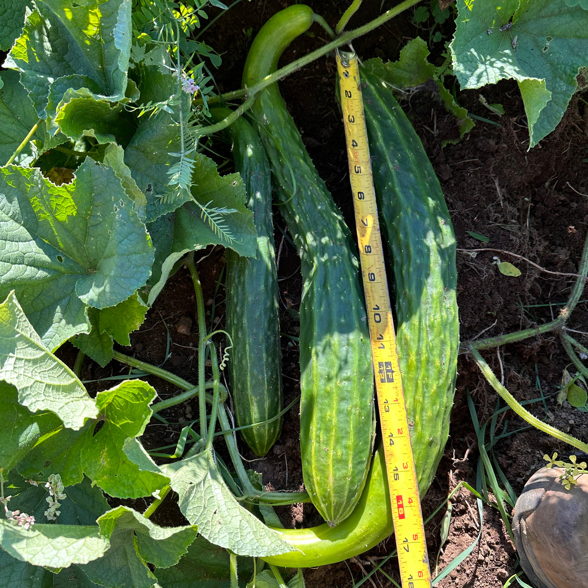 Suyo Long Cucumber – Revival Seeds
