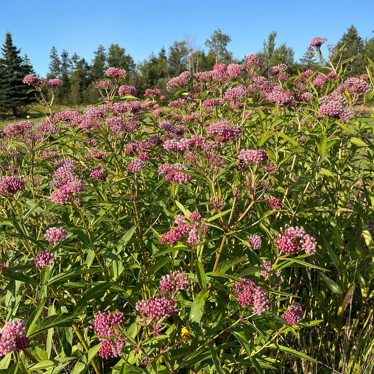 Native Swamp Milkweed – Revival Seeds