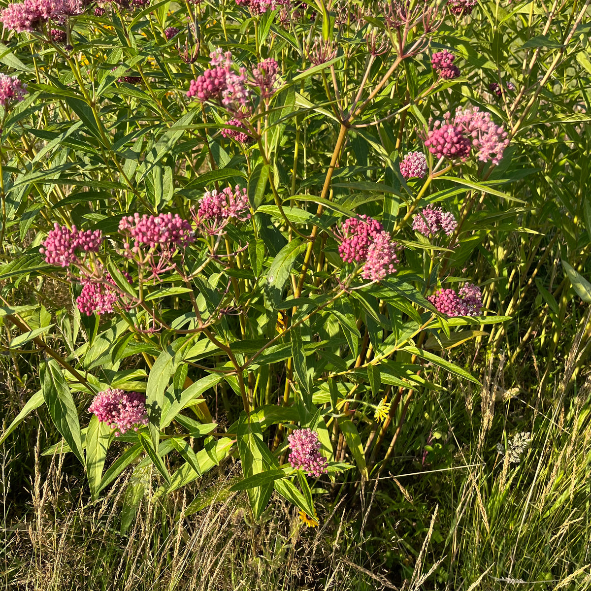 Native Swamp Milkweed – Revival Seeds