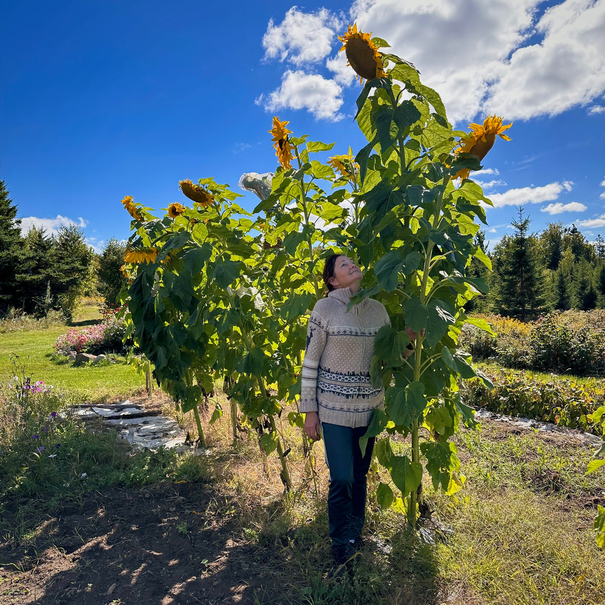 Jim's Giant Sunflower – Revival Seeds