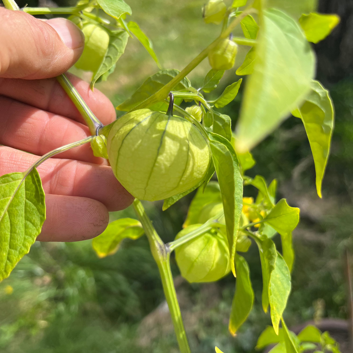 Giant Green Tomatillo – Revival Seeds