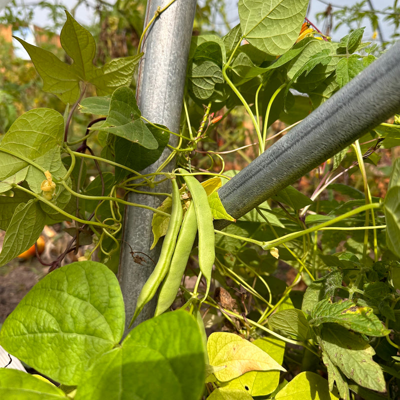 Turkey Craw Pole Bean – Revival Seeds