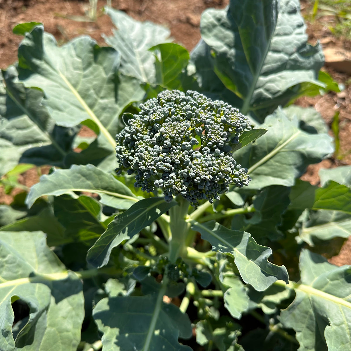 Waltham 29 Broccoli – Revival Seeds