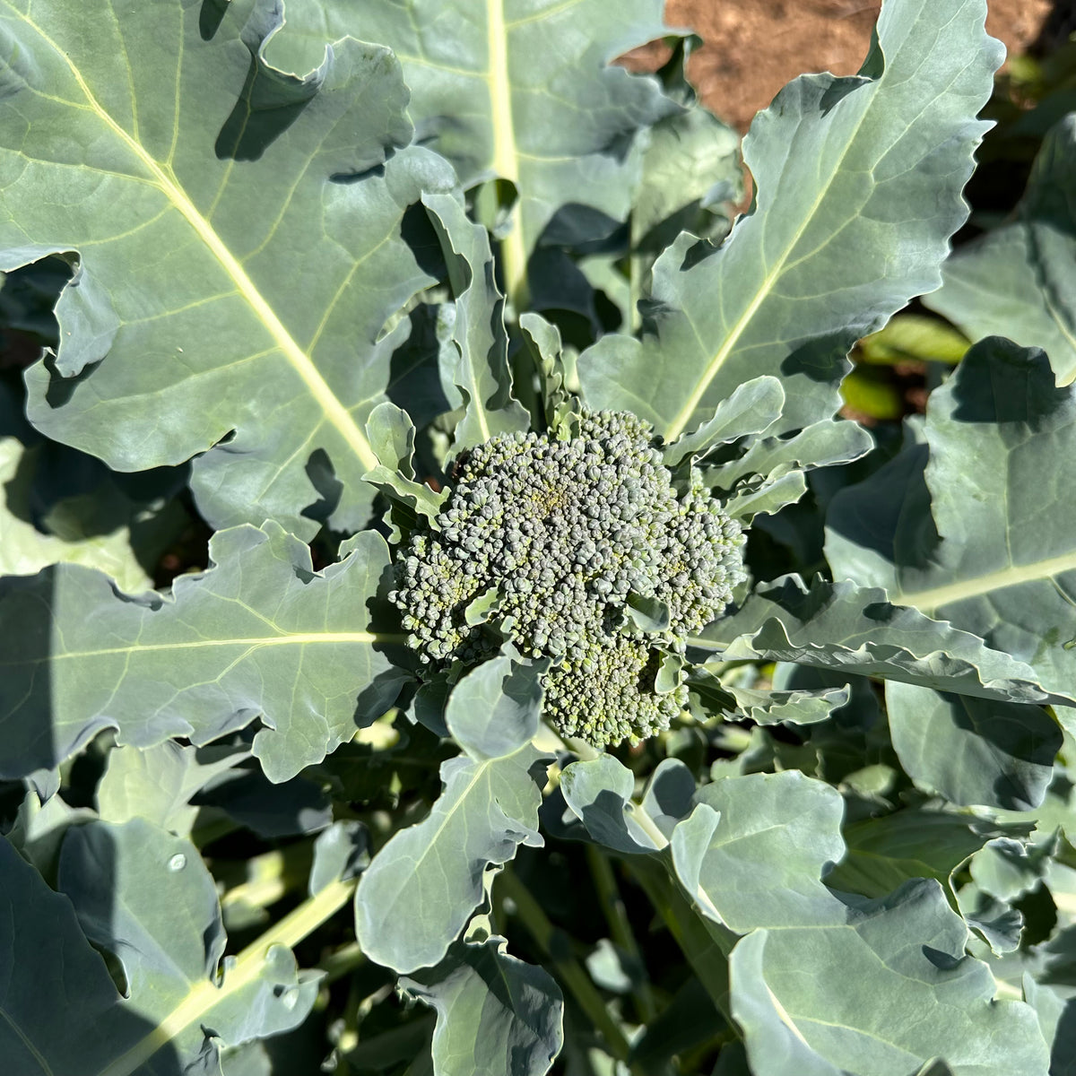 Waltham 29 Broccoli – Revival Seeds