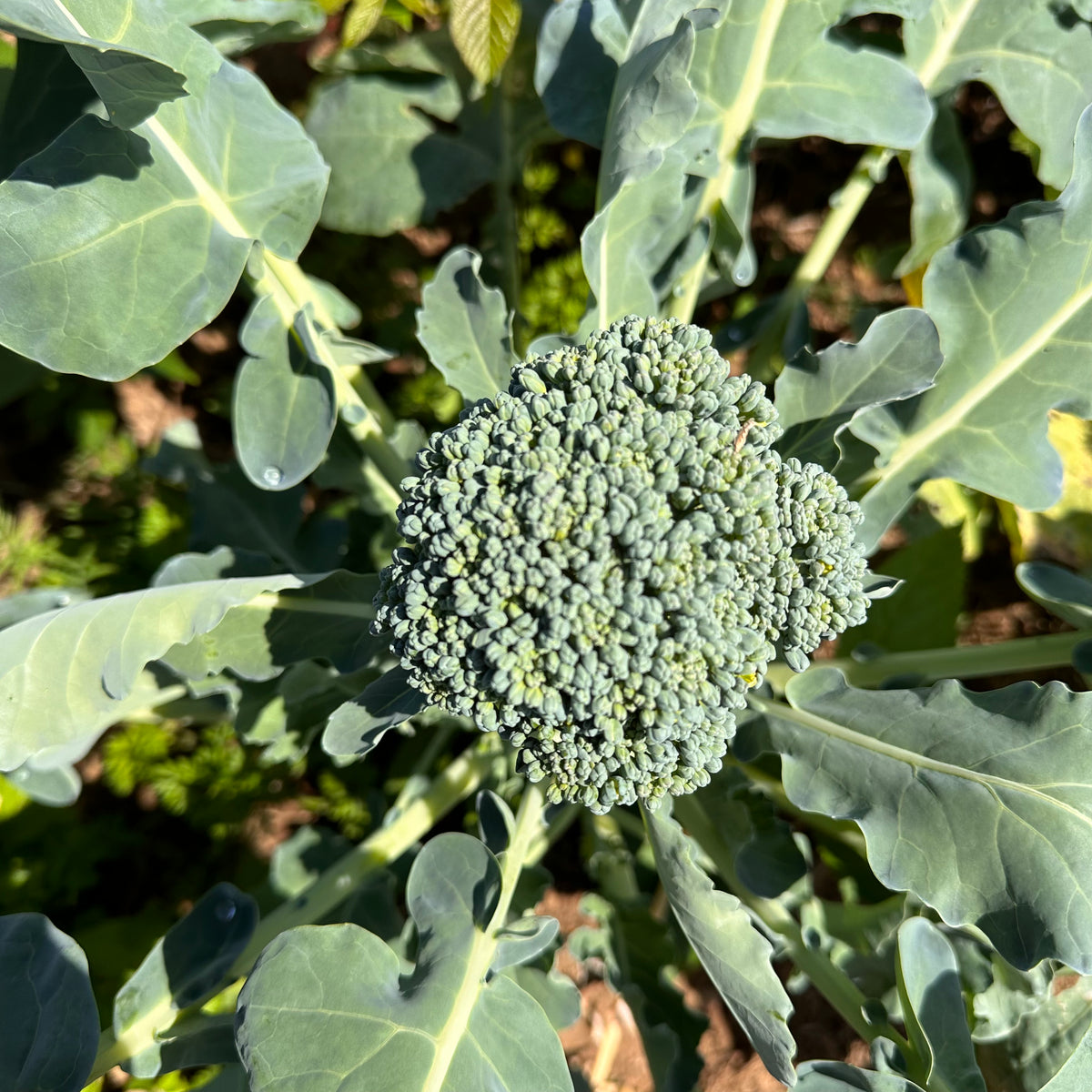 Waltham 29 Broccoli – Revival Seeds