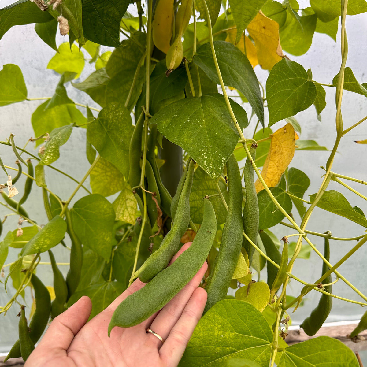 Sweet White Runner Bean – Revival Seeds