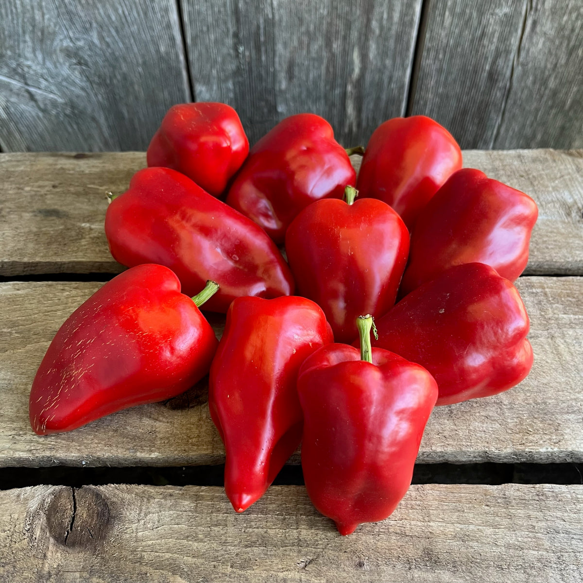 Wisconsin Lakes Sweet Pepper – Revival Seeds