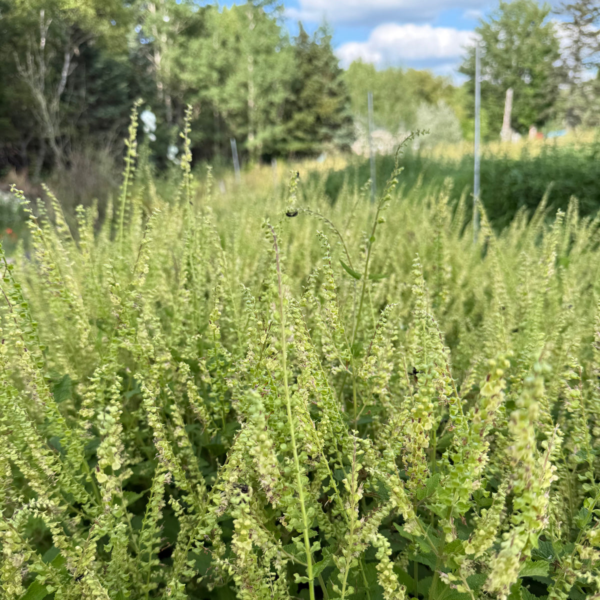Wood Germander – Revival Seeds