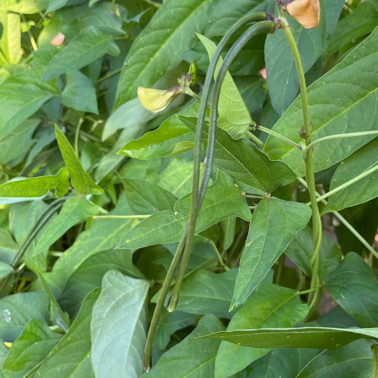 Yard Long Bean – Revival Seeds