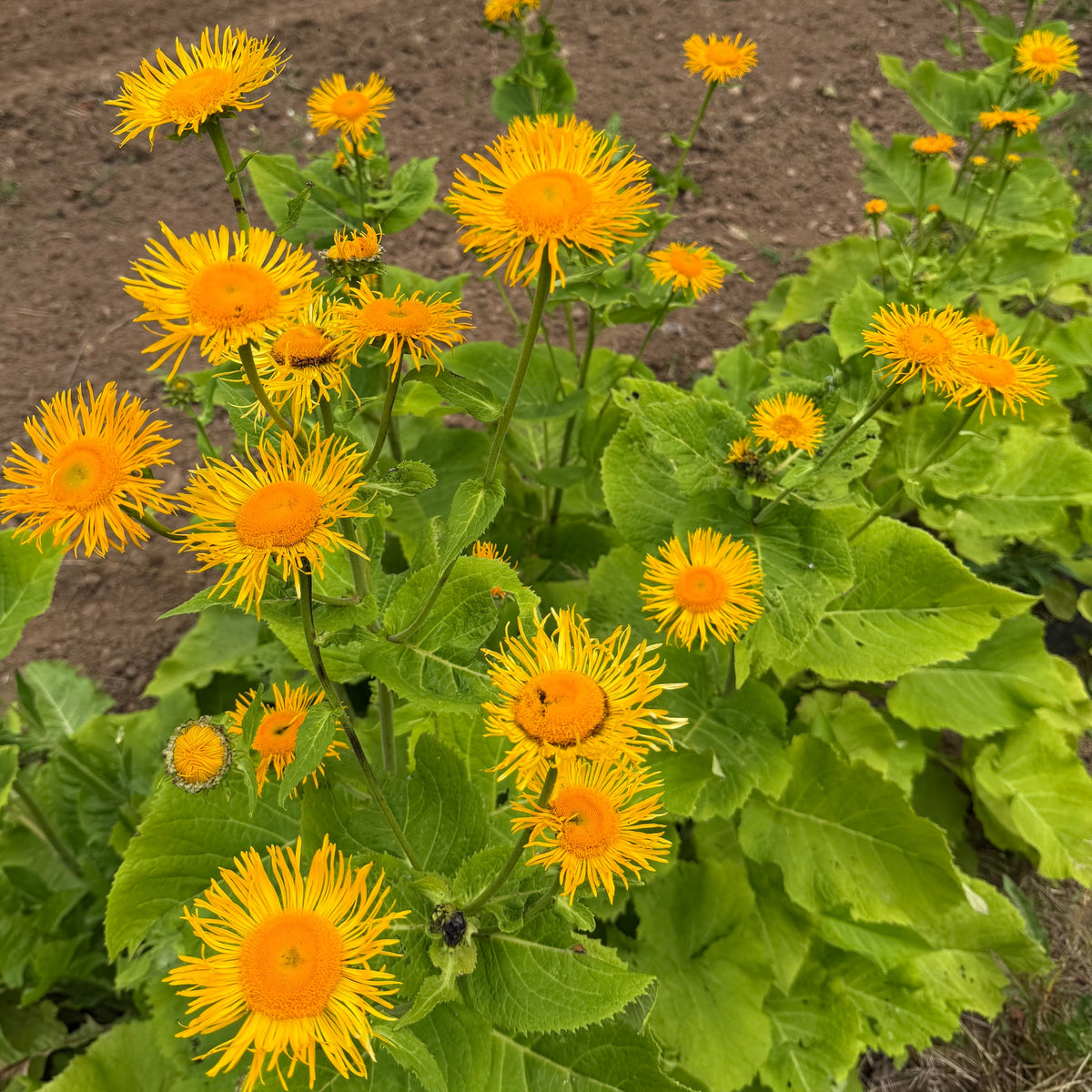 Yellow Ox-Eye – Revival Seeds