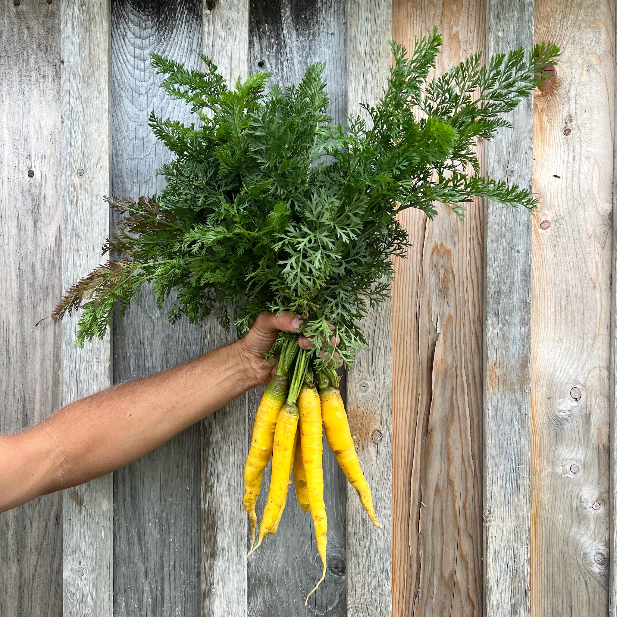Yellowstone Carrot – Revival Seeds