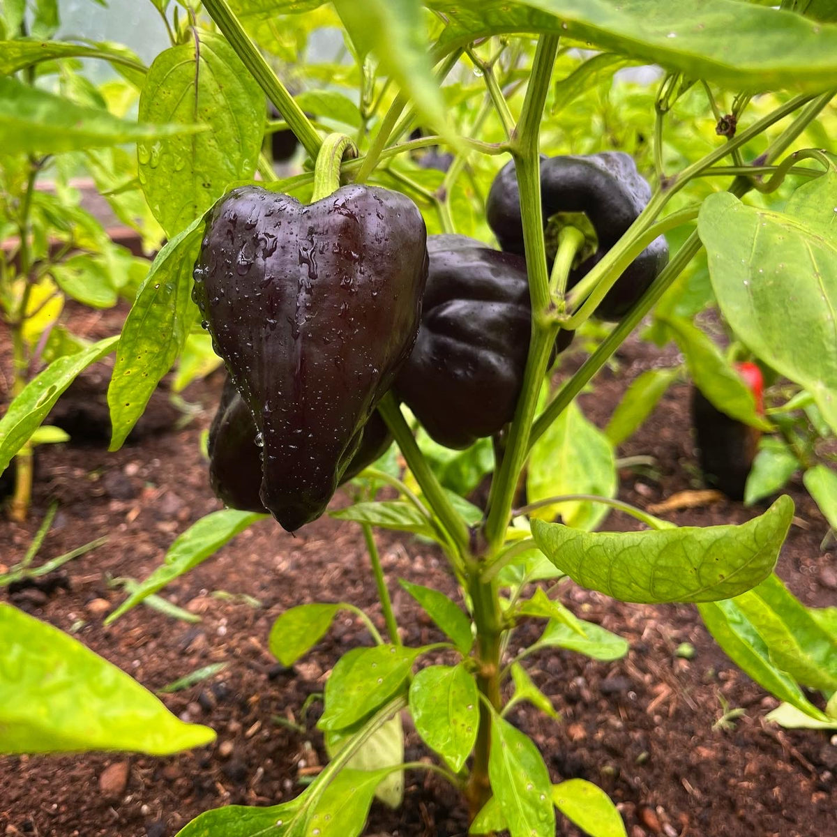 Midnight Polish Pepper (Zulu) – Revival Seeds