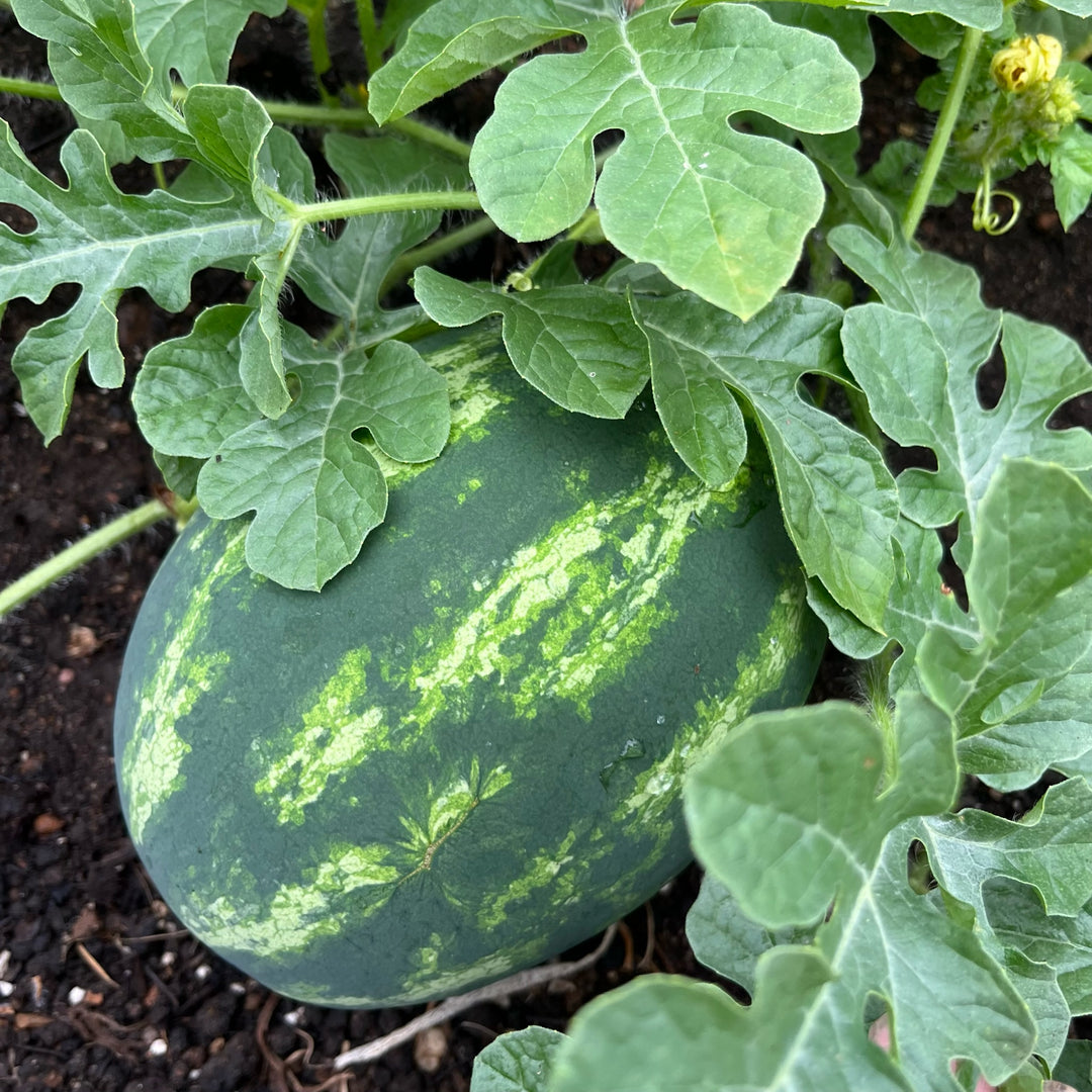 Borrie's Yellow Watermelon – Revival Seeds
