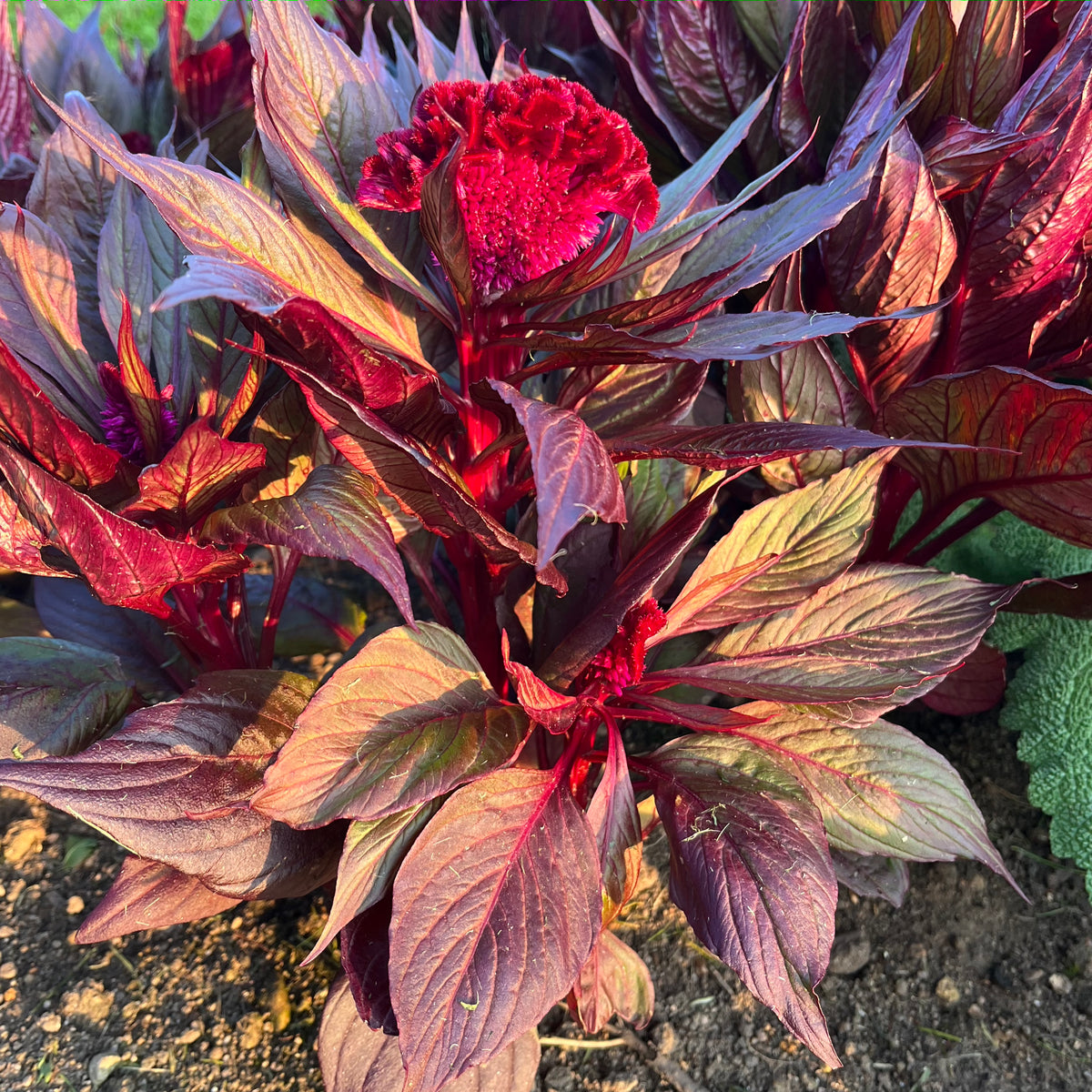 Cockscomb – Revival Seeds