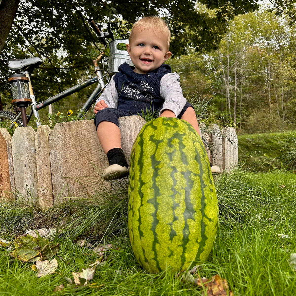 Georgia Rattlesnake Watermelon – Revival Seeds