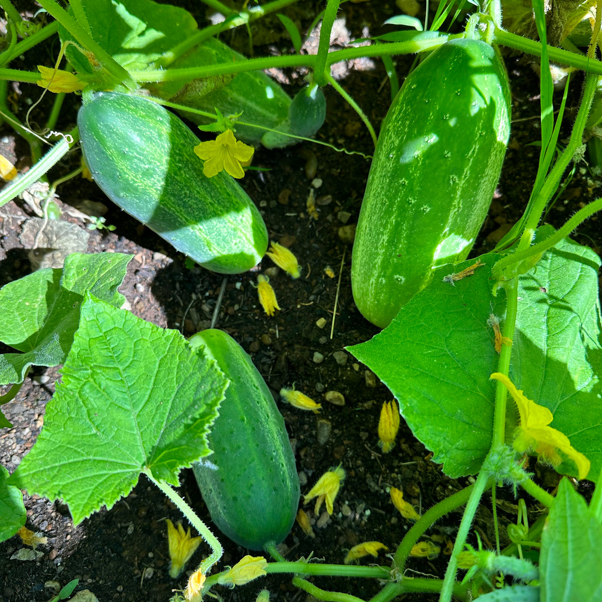 Sumter Cucumber – Revival Seeds