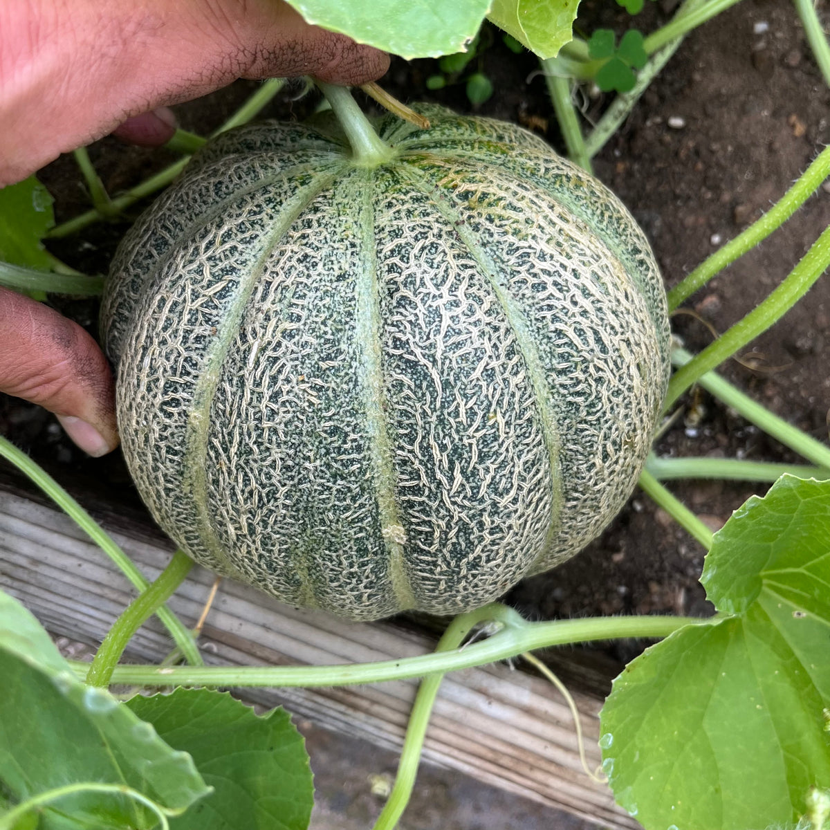 Montreal Market Melon – Revival Seeds
