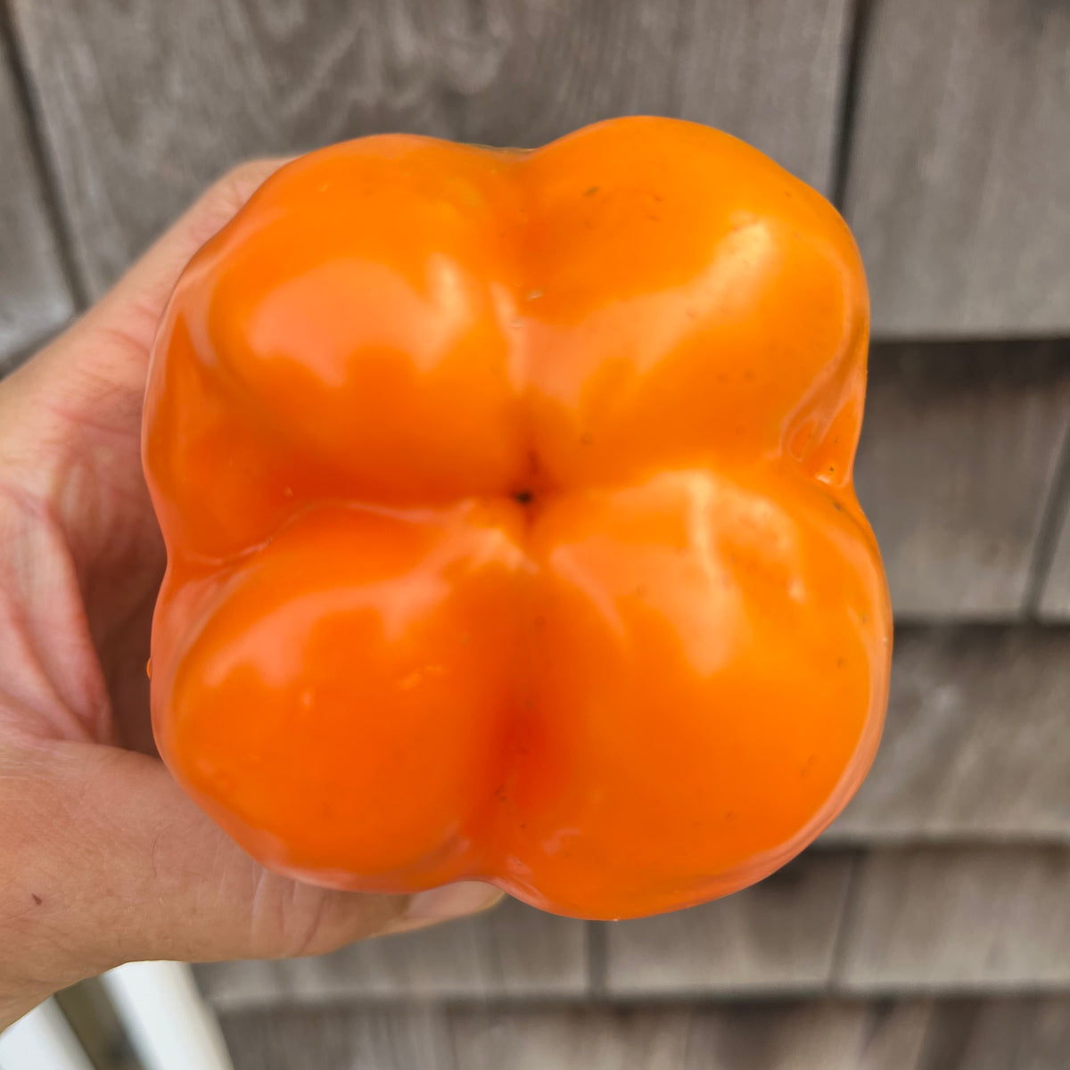 Orange Bell Pepper – Revival Seeds