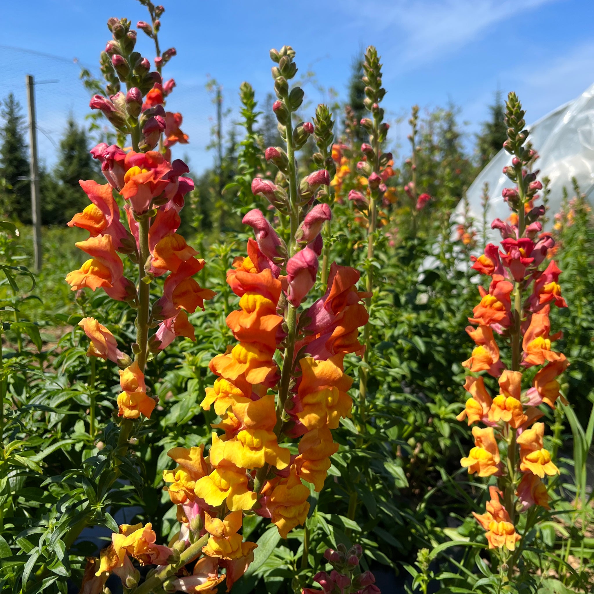 Prairie Fire Snapdragon – Revival Seeds