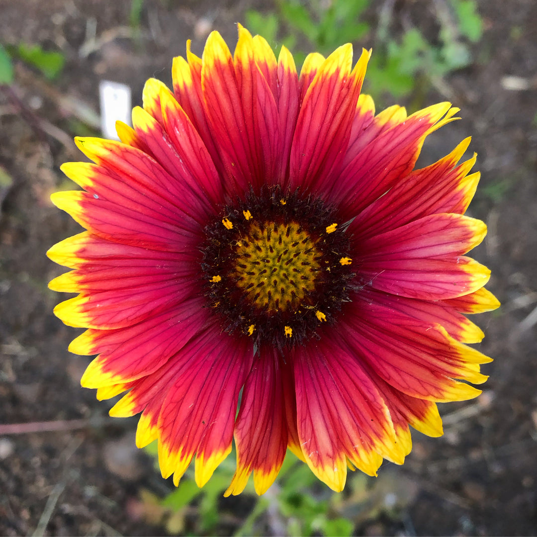 Blanket Flower Gaillardia – Revival Seeds