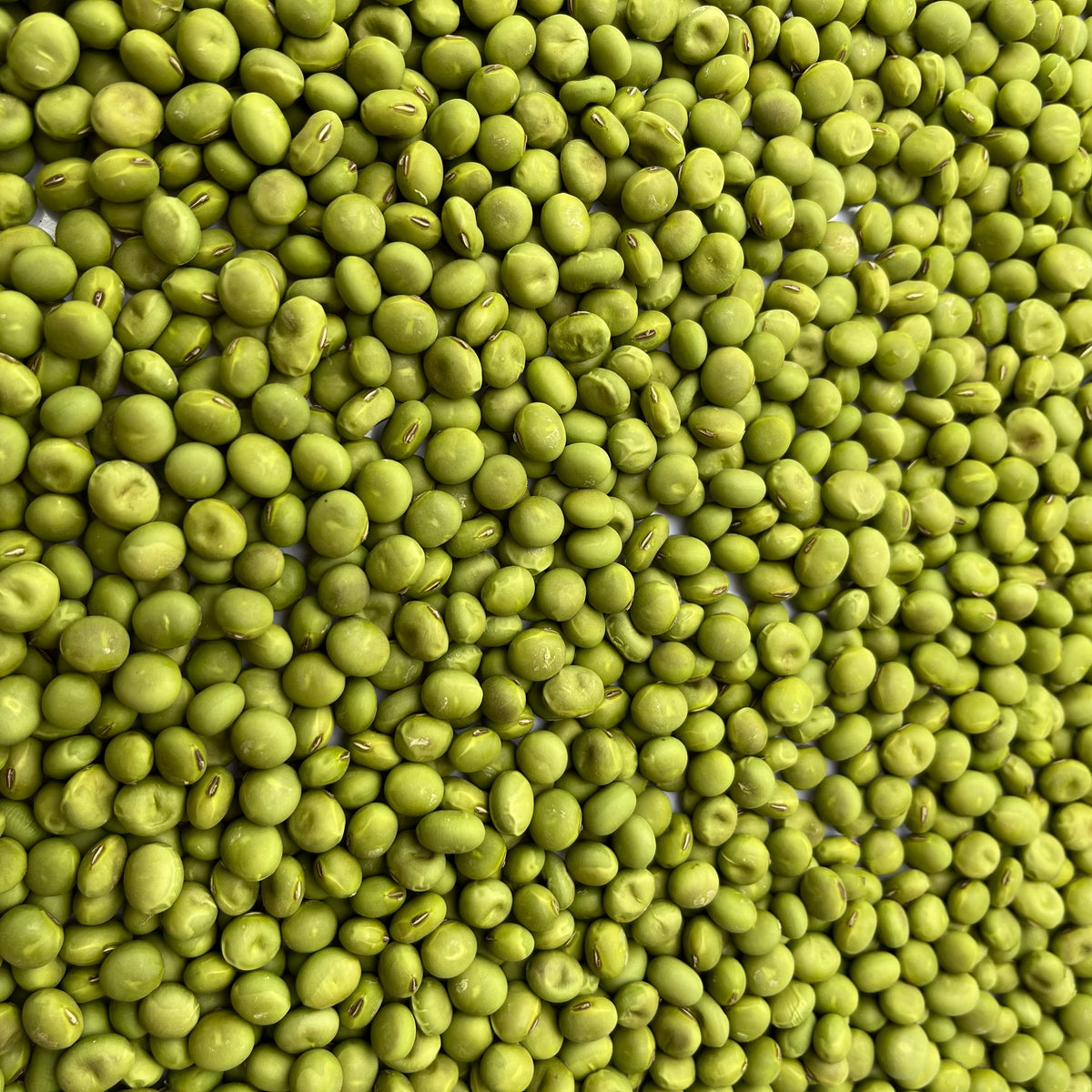 Aan Tu Bai hua lu da dou Soybean – Revival Seeds