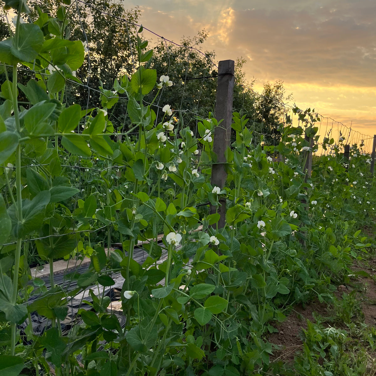 Alaska Pea – Revival Seeds