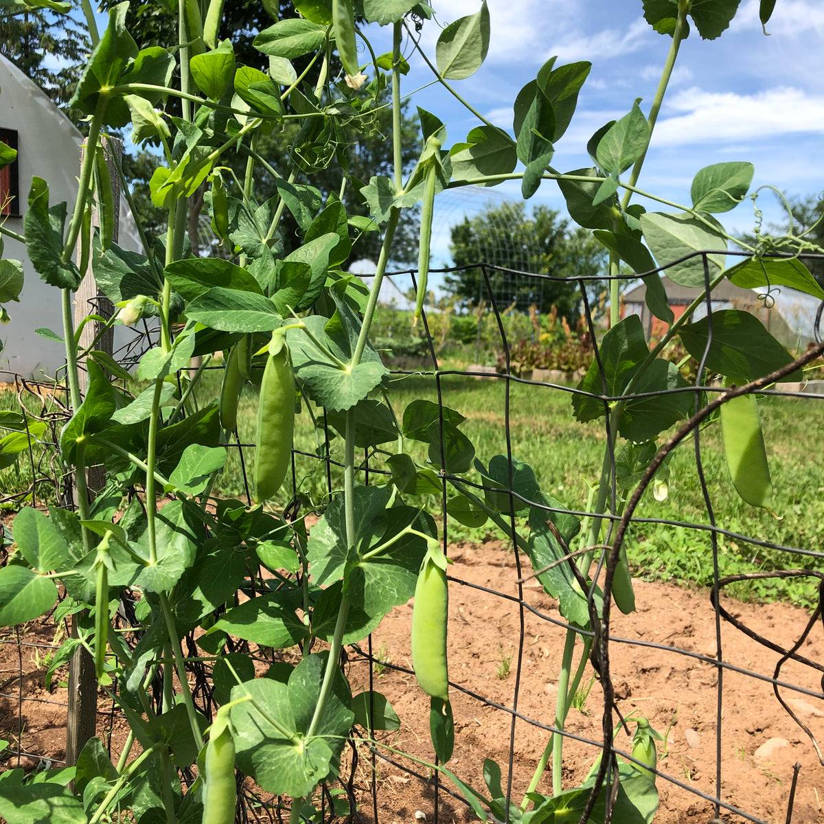 Alaska Pea – Revival Seeds