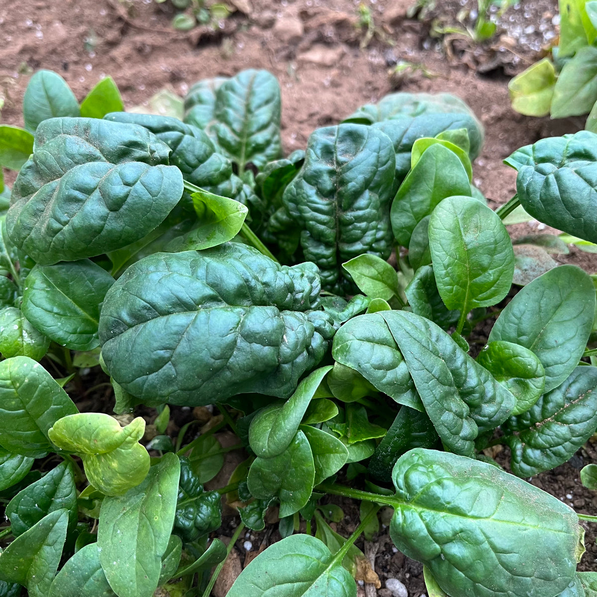Sluis en Groot Spinach - American Long Standing – Revival Seeds