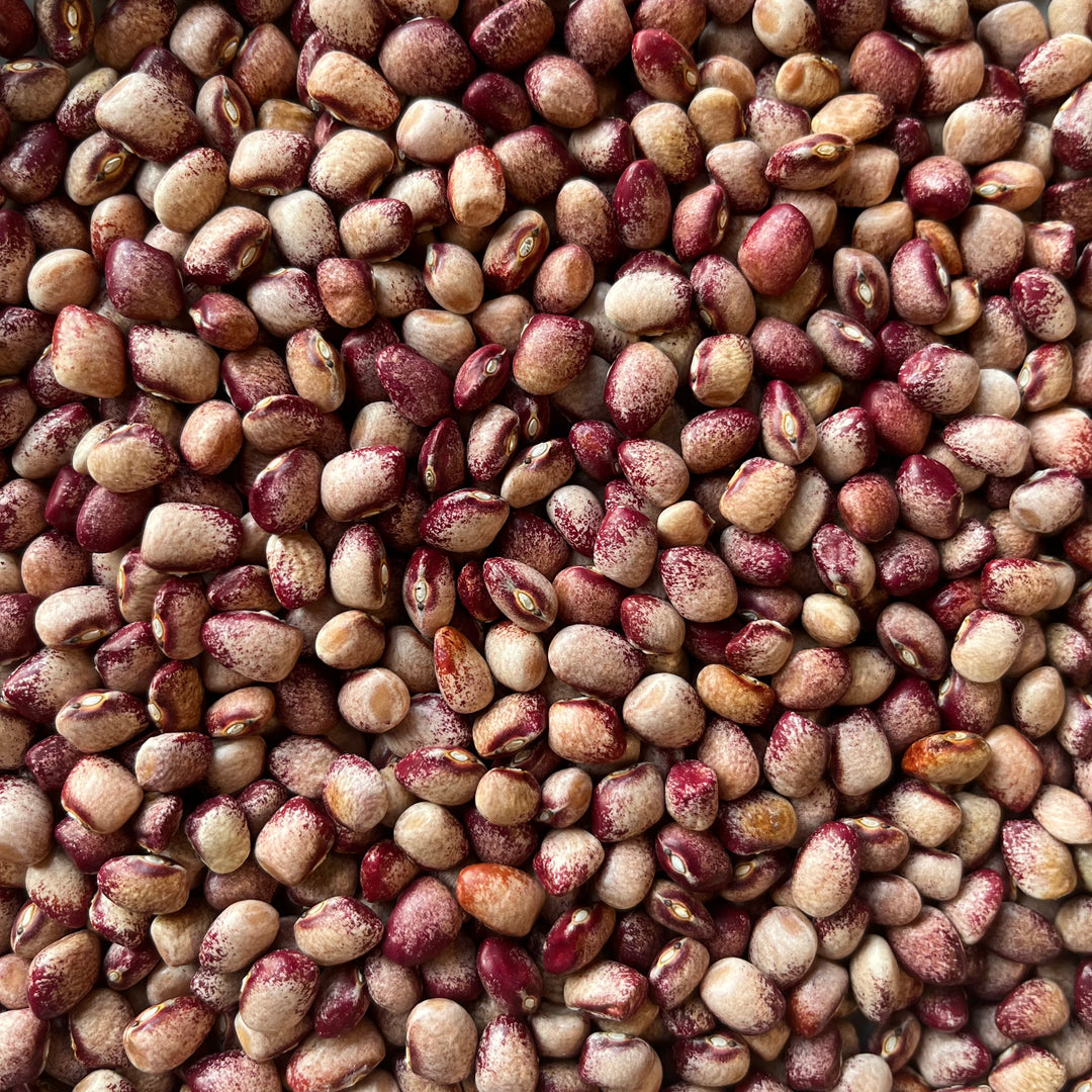 Amish Knuttle Pole Bean – Revival Seeds