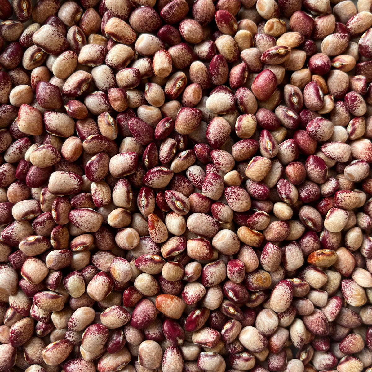 Amish Knuttle Pole Bean – Revival Seeds