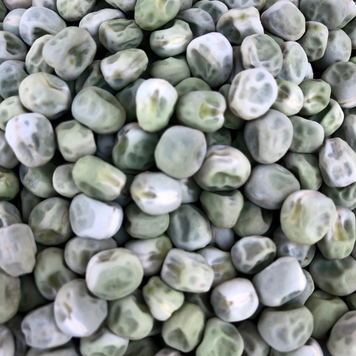 Arthur Reid Canning Pea – Revival Seeds