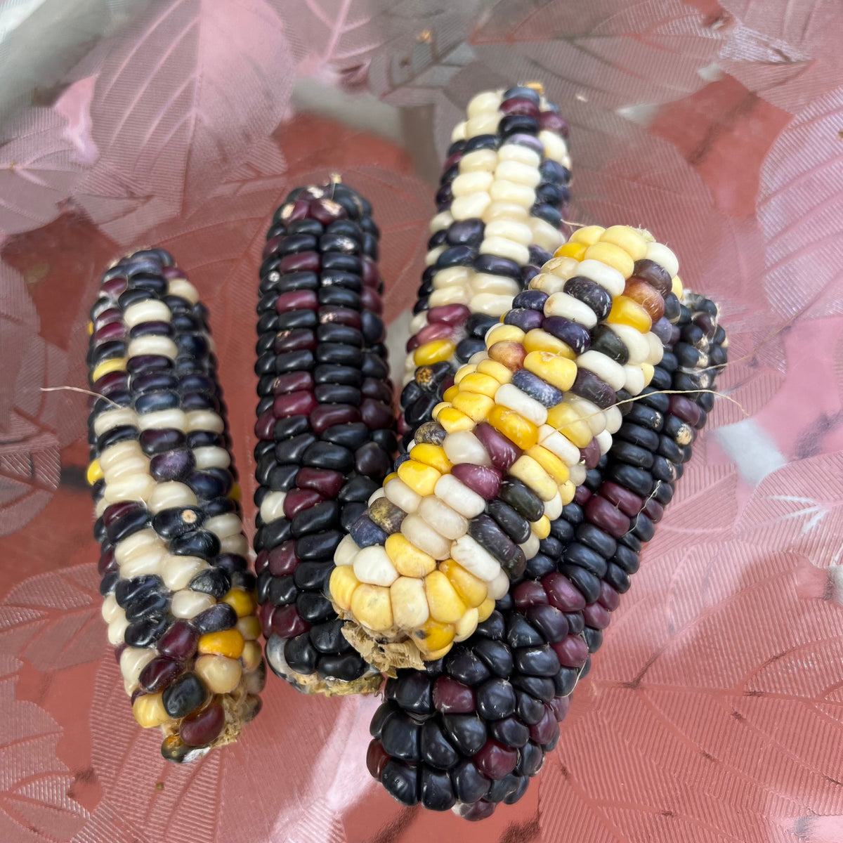 Assiniboine Flint Corn – Revival Seeds
