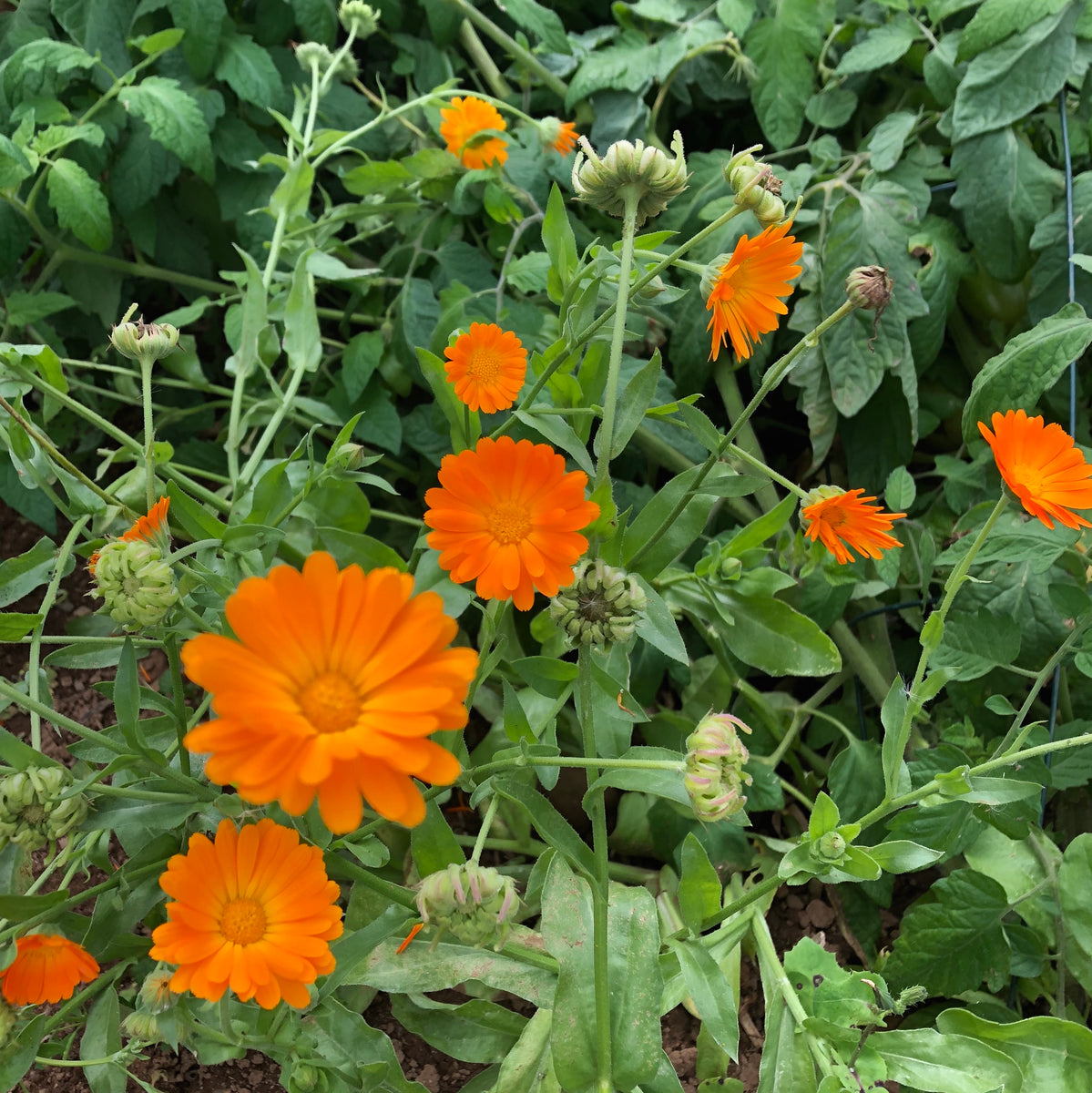 Baba's Calendula Mix – Revival Seeds