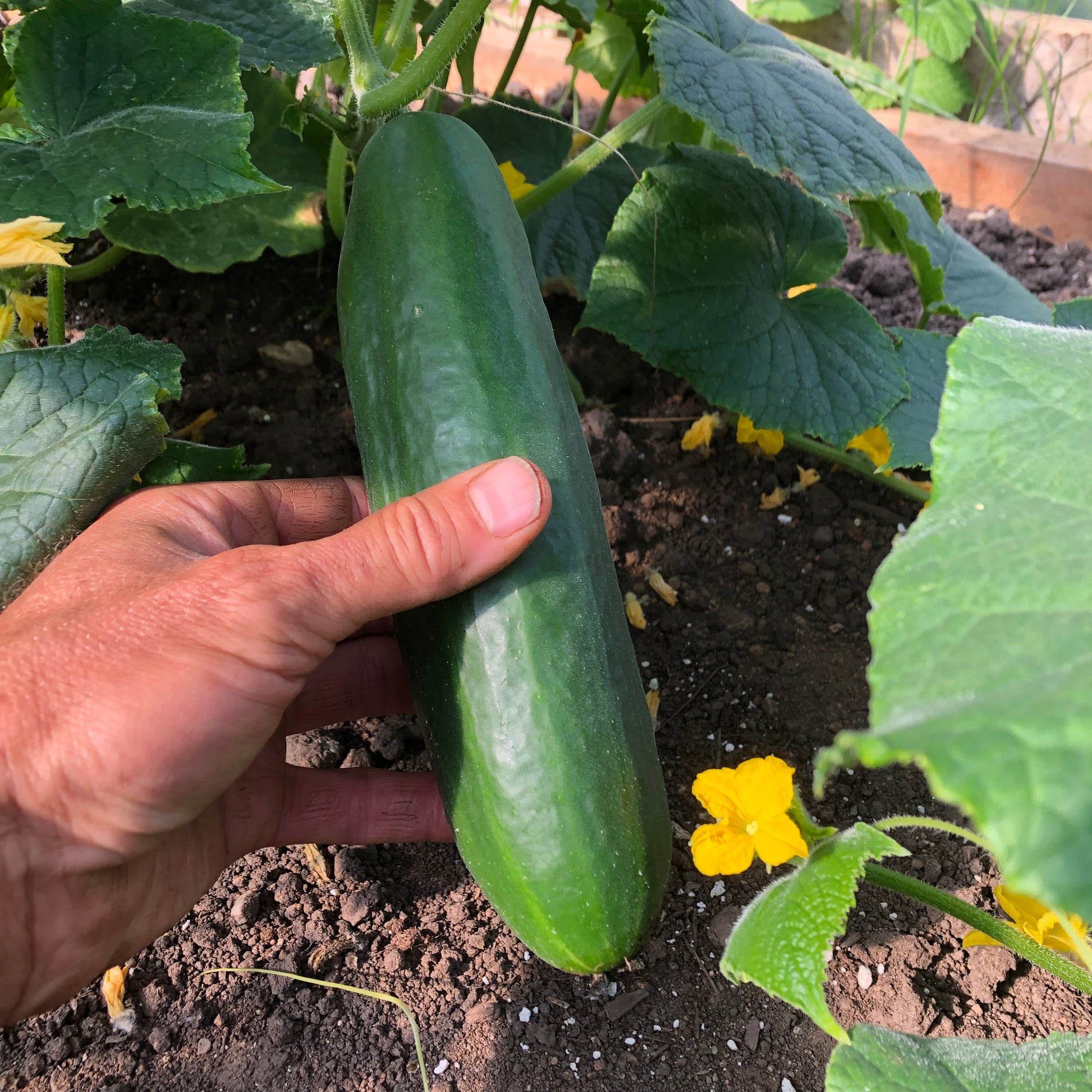 Beit Alpha Cucumber – Revival Seeds