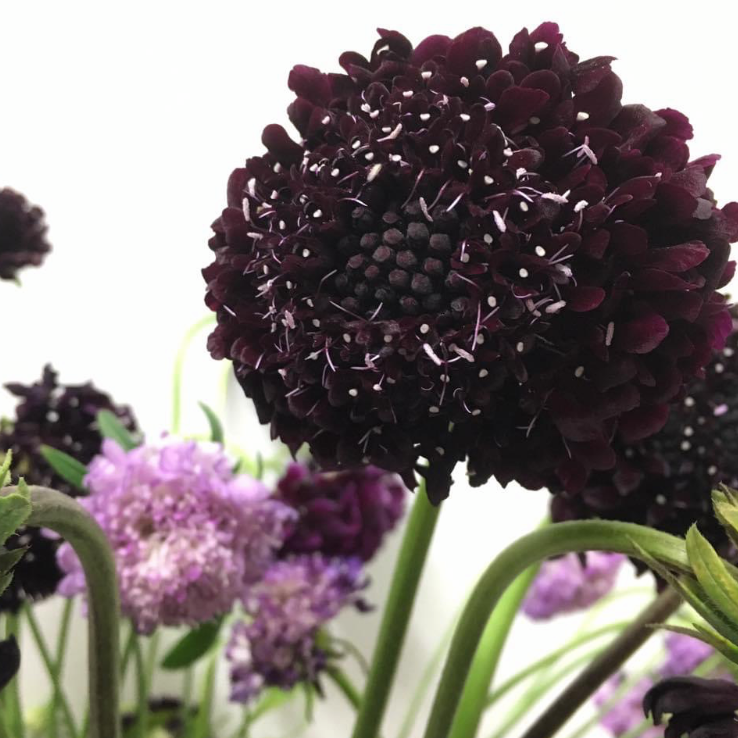 Mourning Bride Scabiosa – Revival Seeds