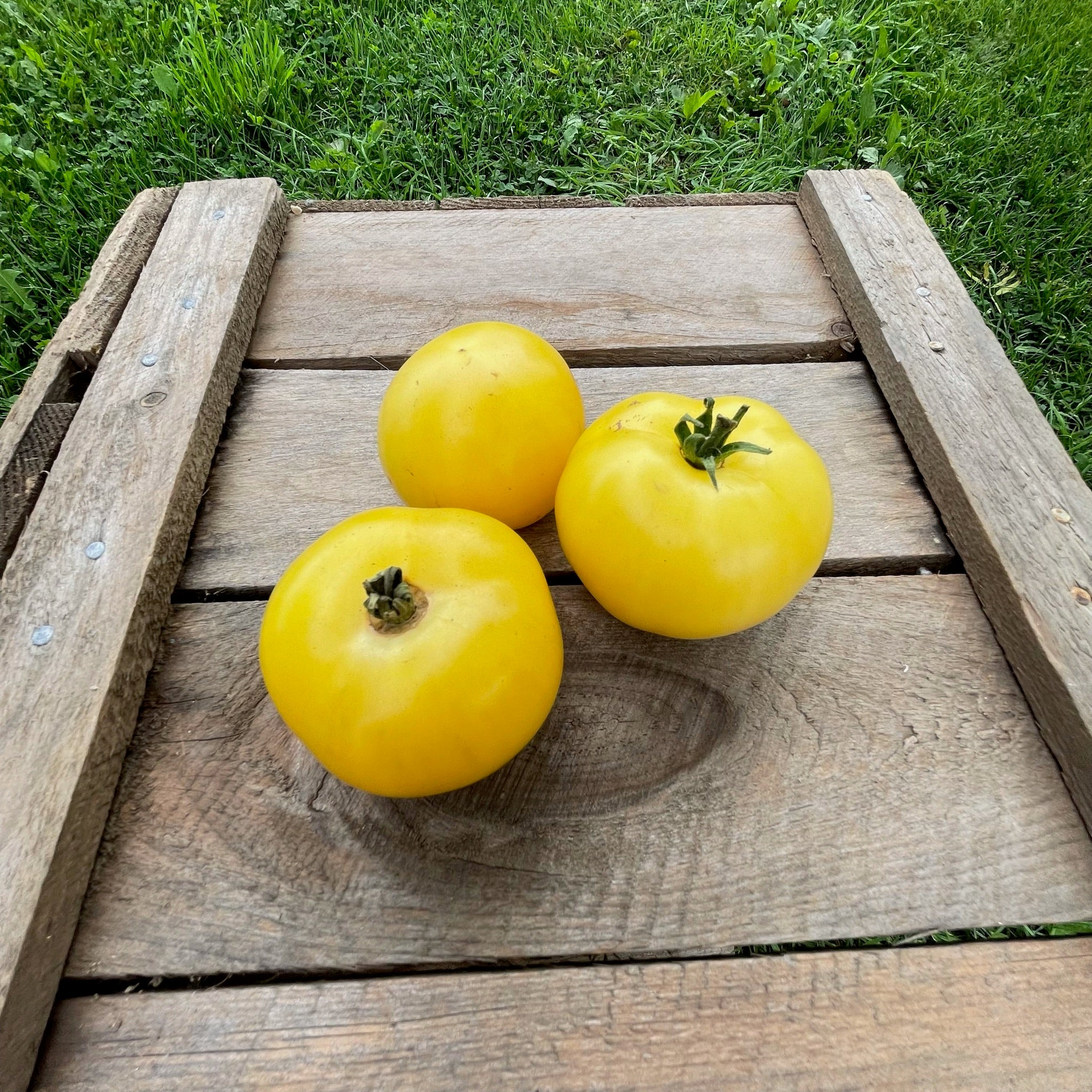 Blanche du Quebec Tomato – Revival Seeds