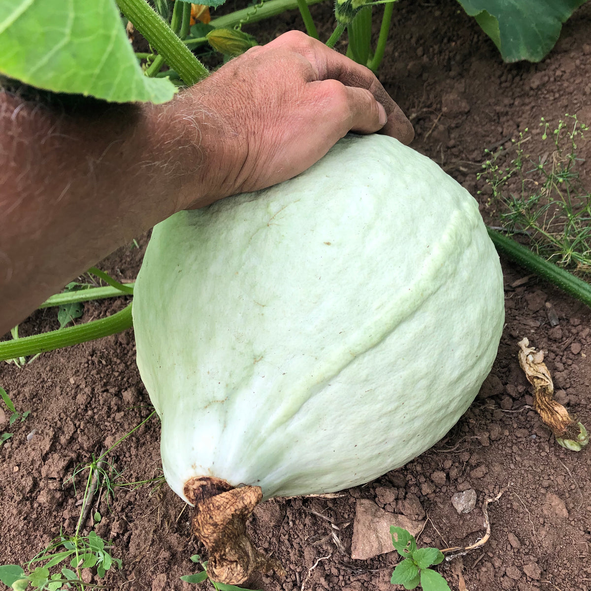 Blue Hubbard Squash – Revival Seeds
