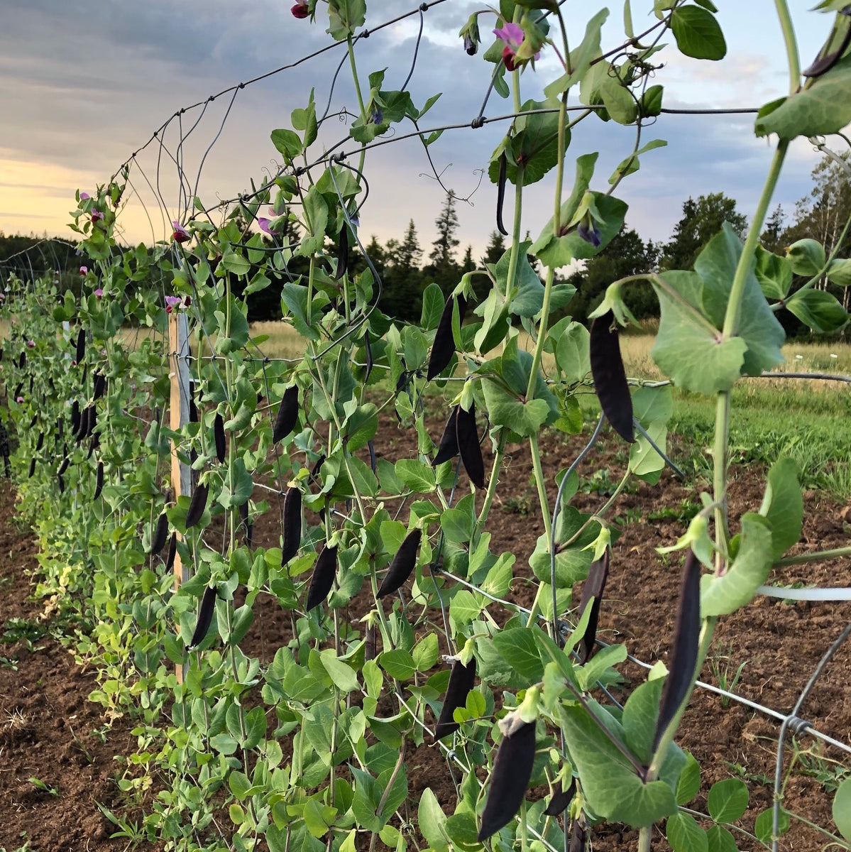 Blue Podded Shelling Pea – Revival Seeds