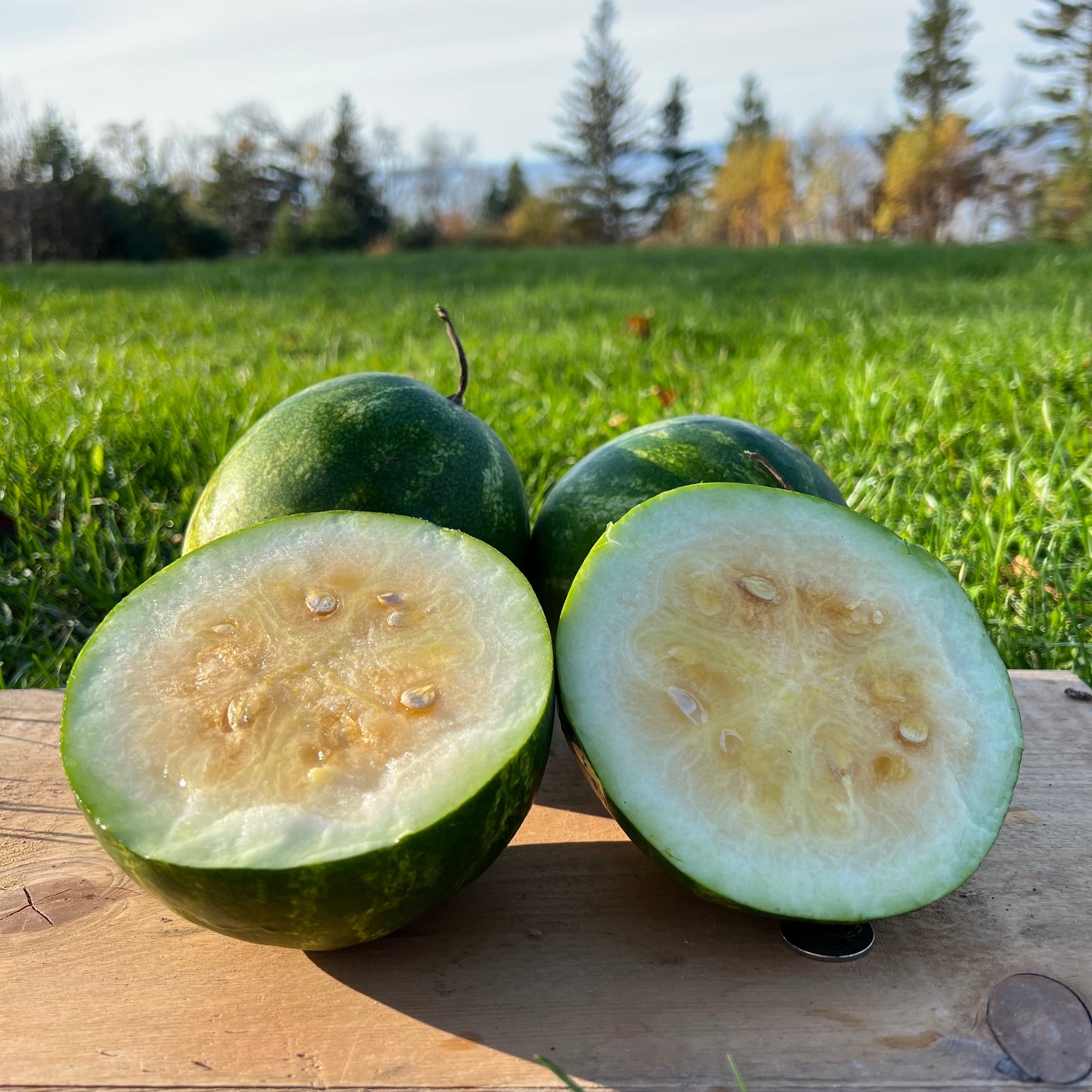Borrie's Yellow Watermelon – Revival Seeds