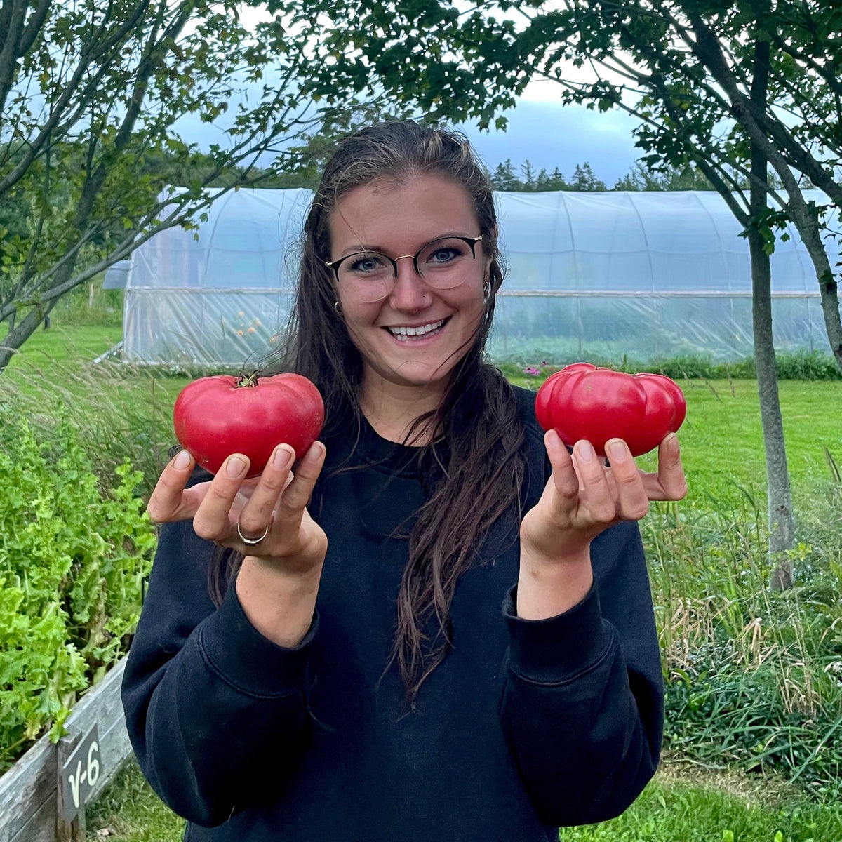 Buckeye State Tomato (PEC Strain) – Revival Seeds