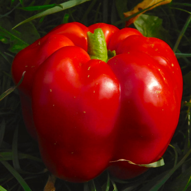 Bull Nose Pepper – Revival Seeds