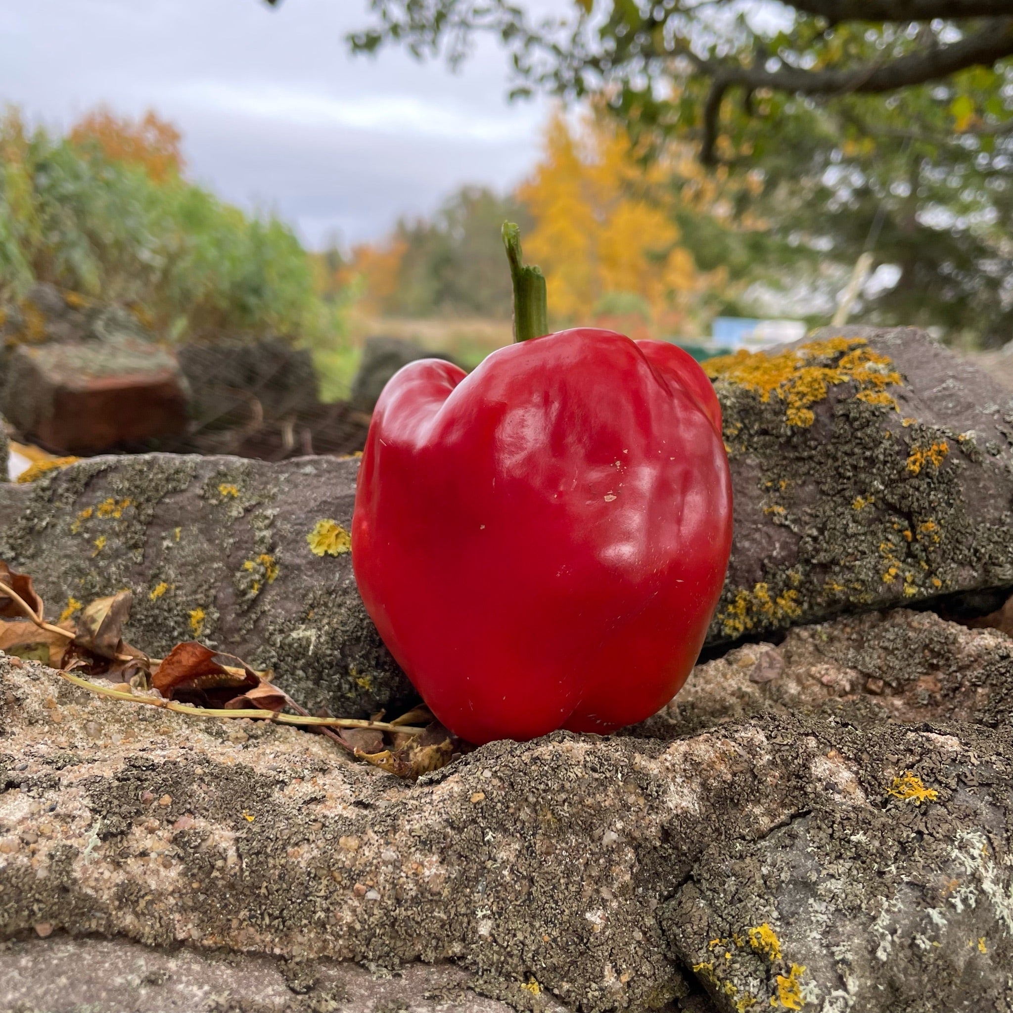 California Wonder Pepper – Revival Seeds