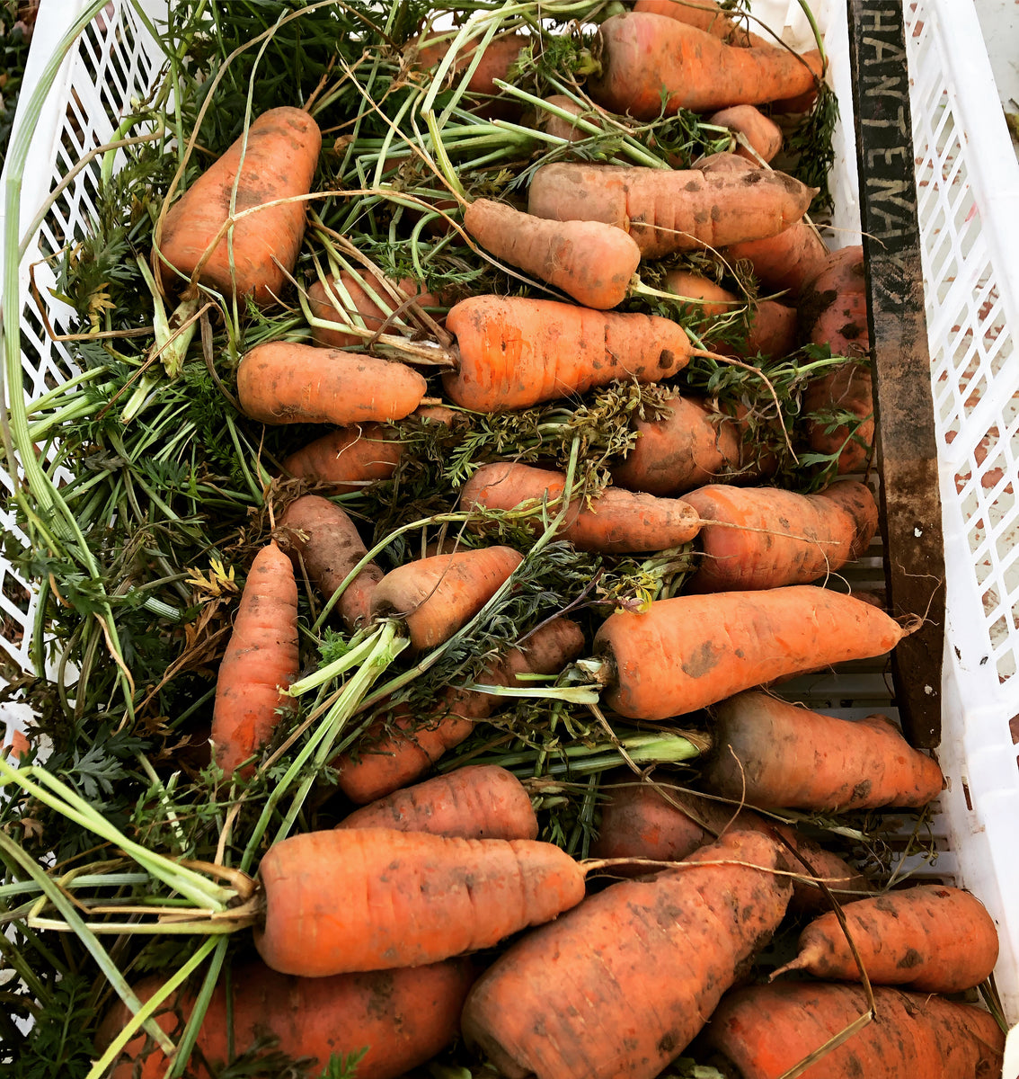 Chantenay Red Core Carrot – Revival Seeds