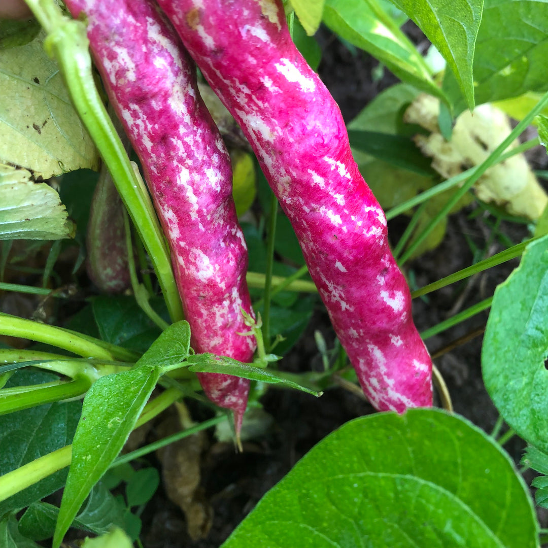 Chester Reese Horticultural Bush Bean – Revival Seeds