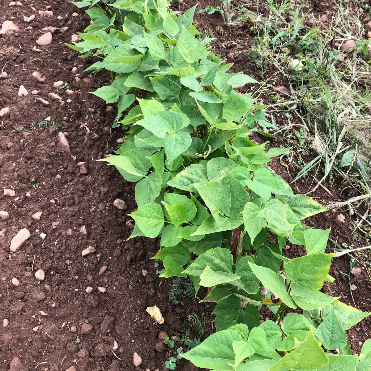 Chester Reese Horticultural Bush Bean – Revival Seeds