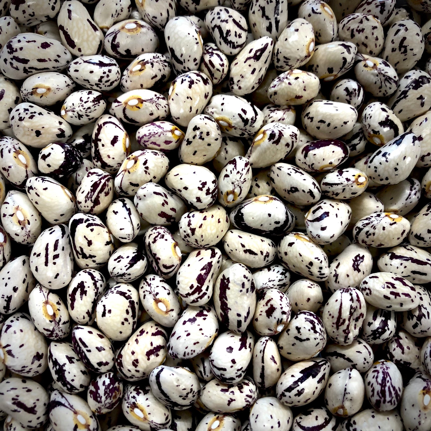 Chester Reese Horticultural Bush Bean – Revival Seeds