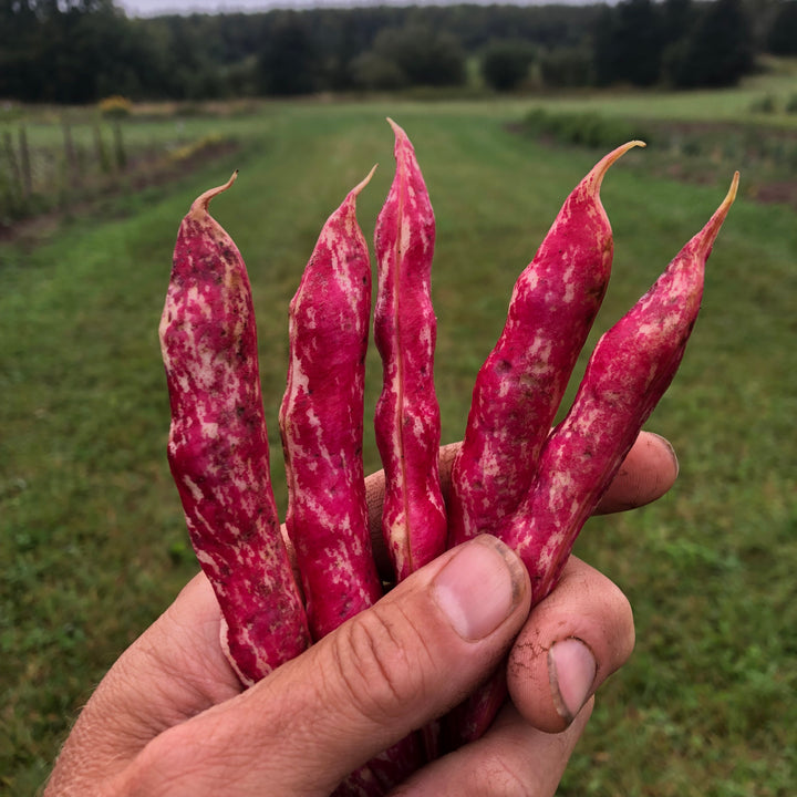 Chester Reese Horticultural Bush Bean – Revival Seeds