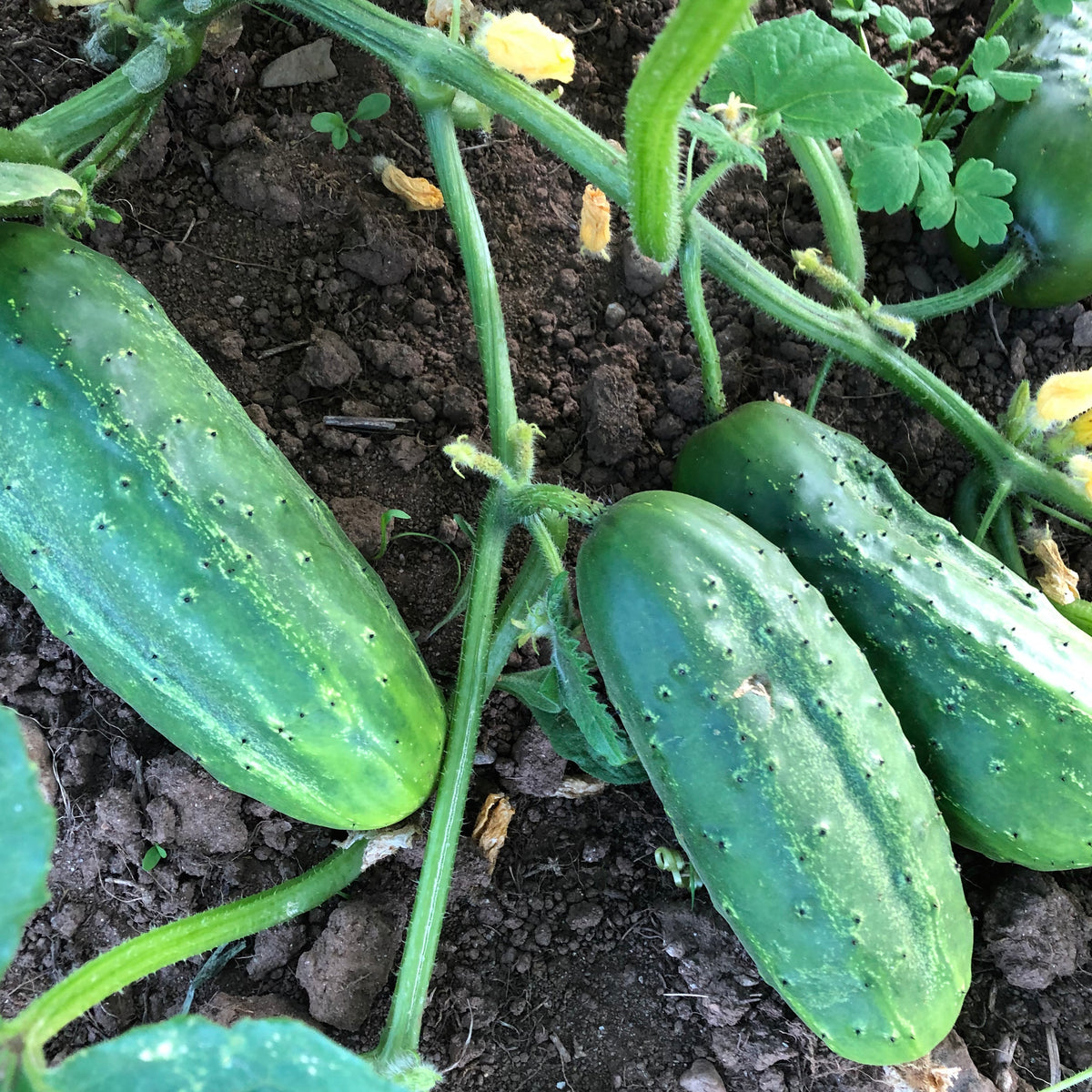 Chicago Pickling Cucumber – Revival Seeds
