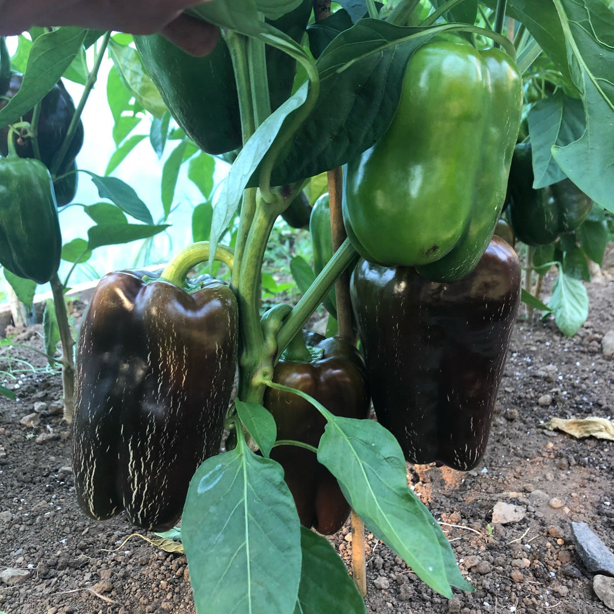 Chocolate Beauty Pepper – Revival Seeds