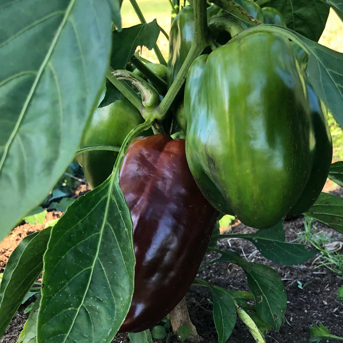 Chocolate Brownie Sweet Pepper – Revival Seeds